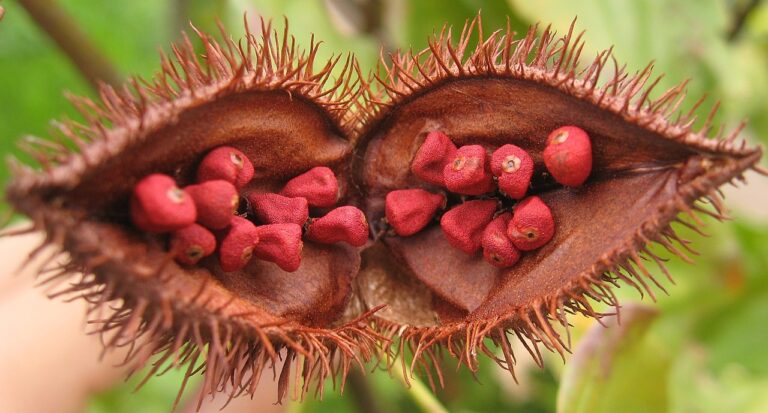 Annatto (Bixin/Norbixin) as a Natural Alternative to Synthetic Food Colors
